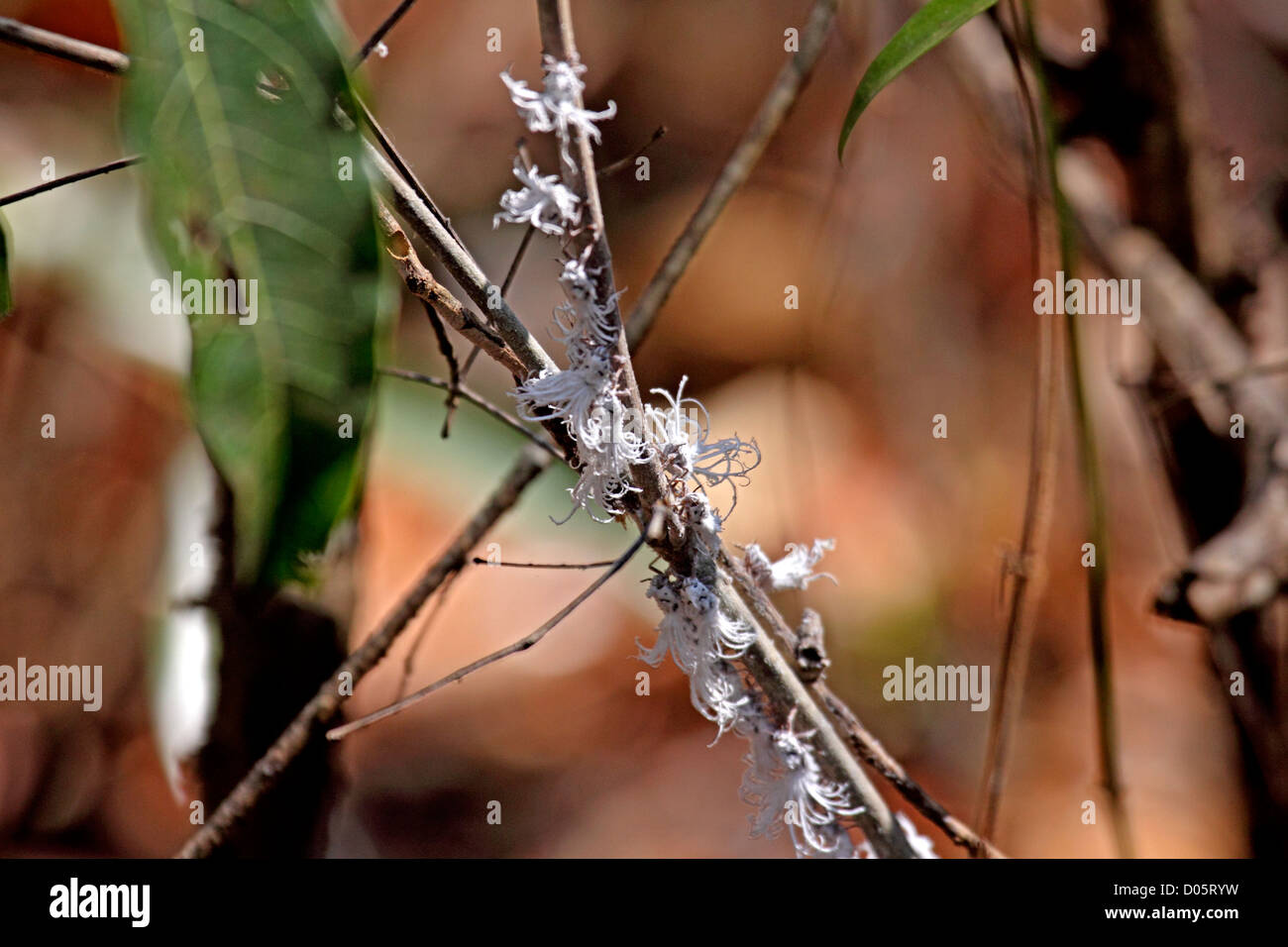 Flatid leaf bug hi-res stock photography and images - Alamy