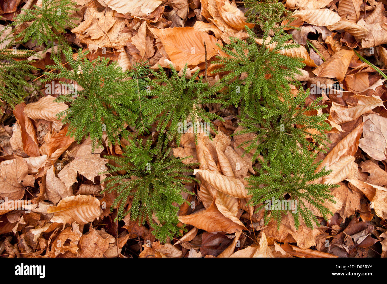 Blue Ground Cedar, or Blue Ground Pine, Lycopodium tristachyum ...