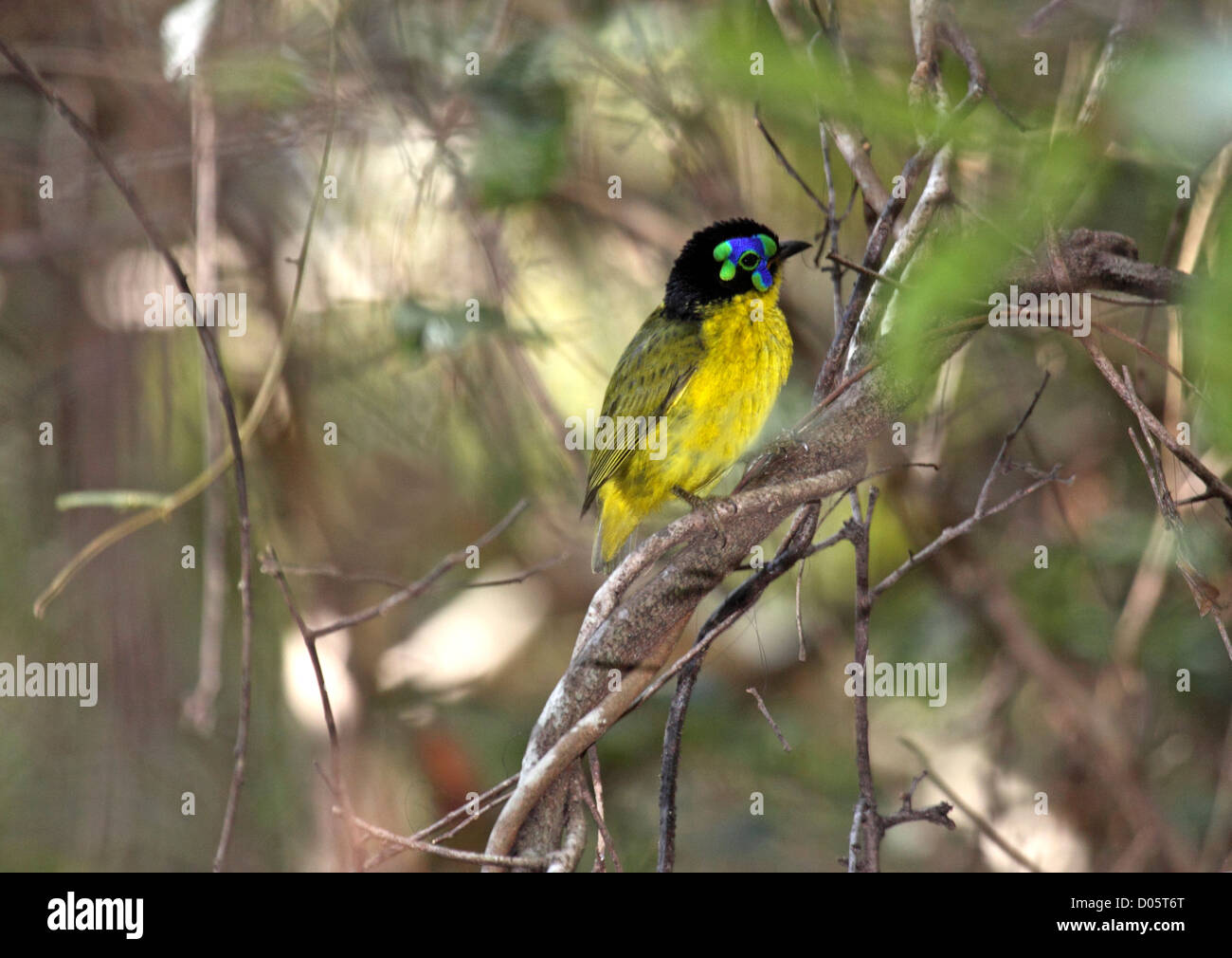 Asity madagascar hi-res stock photography and images - Alamy