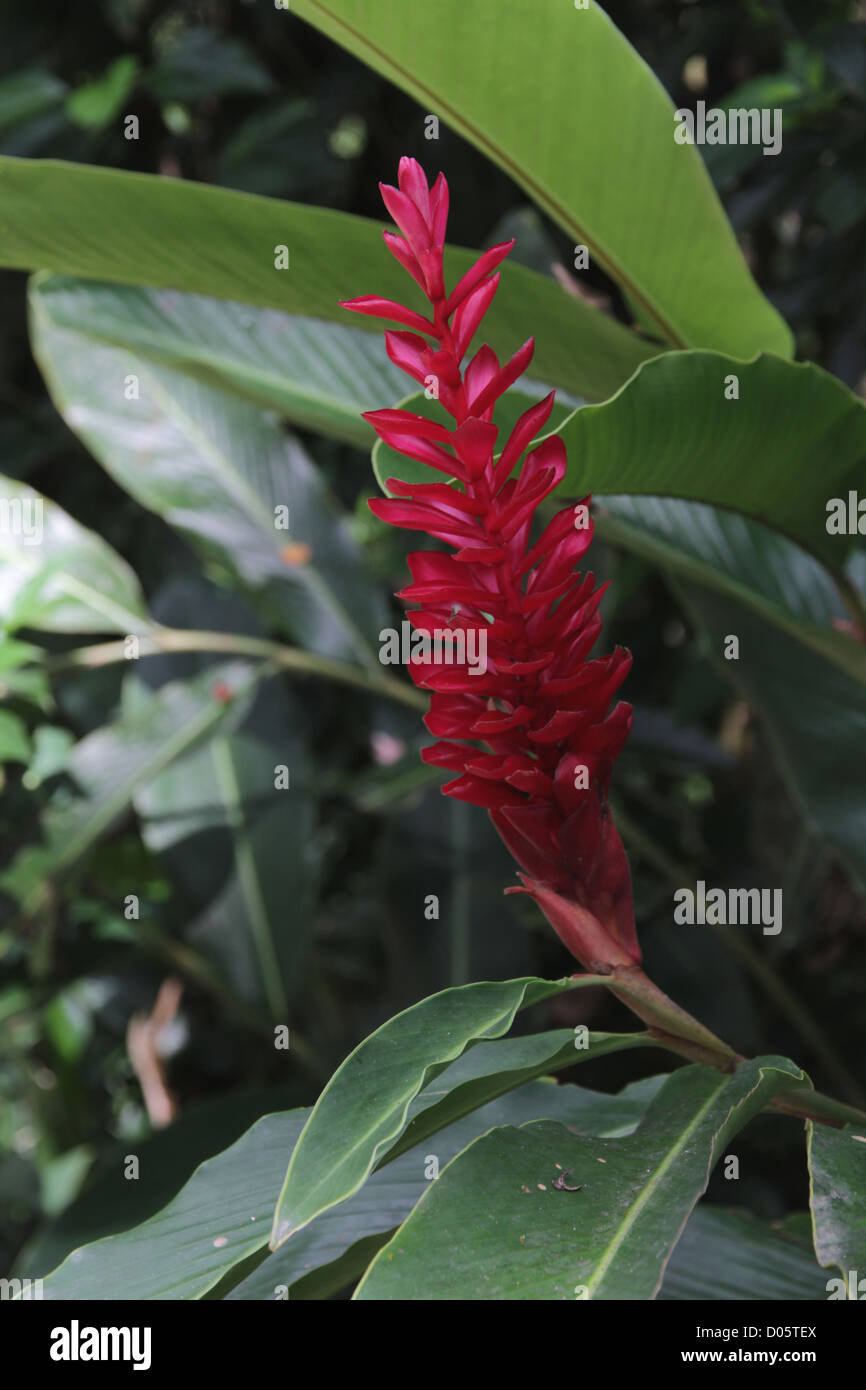 Ginger flower costa rica hi-res stock photography and images - Alamy