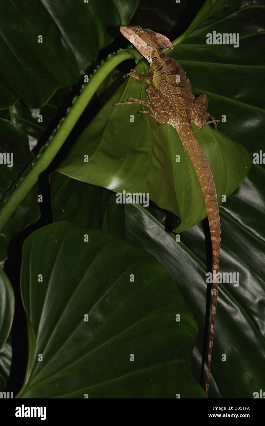 A male Brown or Striped Basilisk (Basiliscus vittatus) sitting on a big ...
