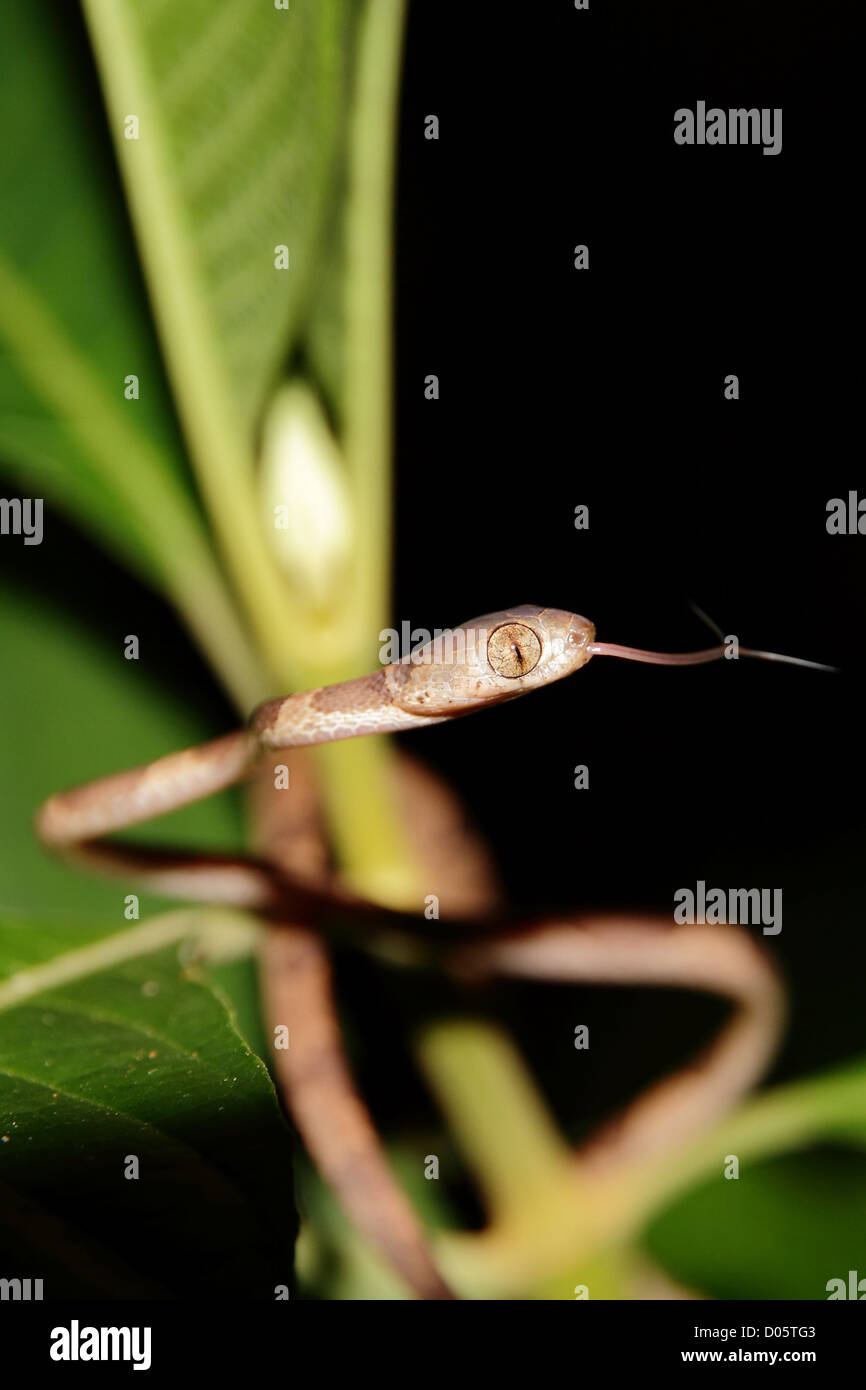 Gliding snake hi-res stock photography and images - Alamy