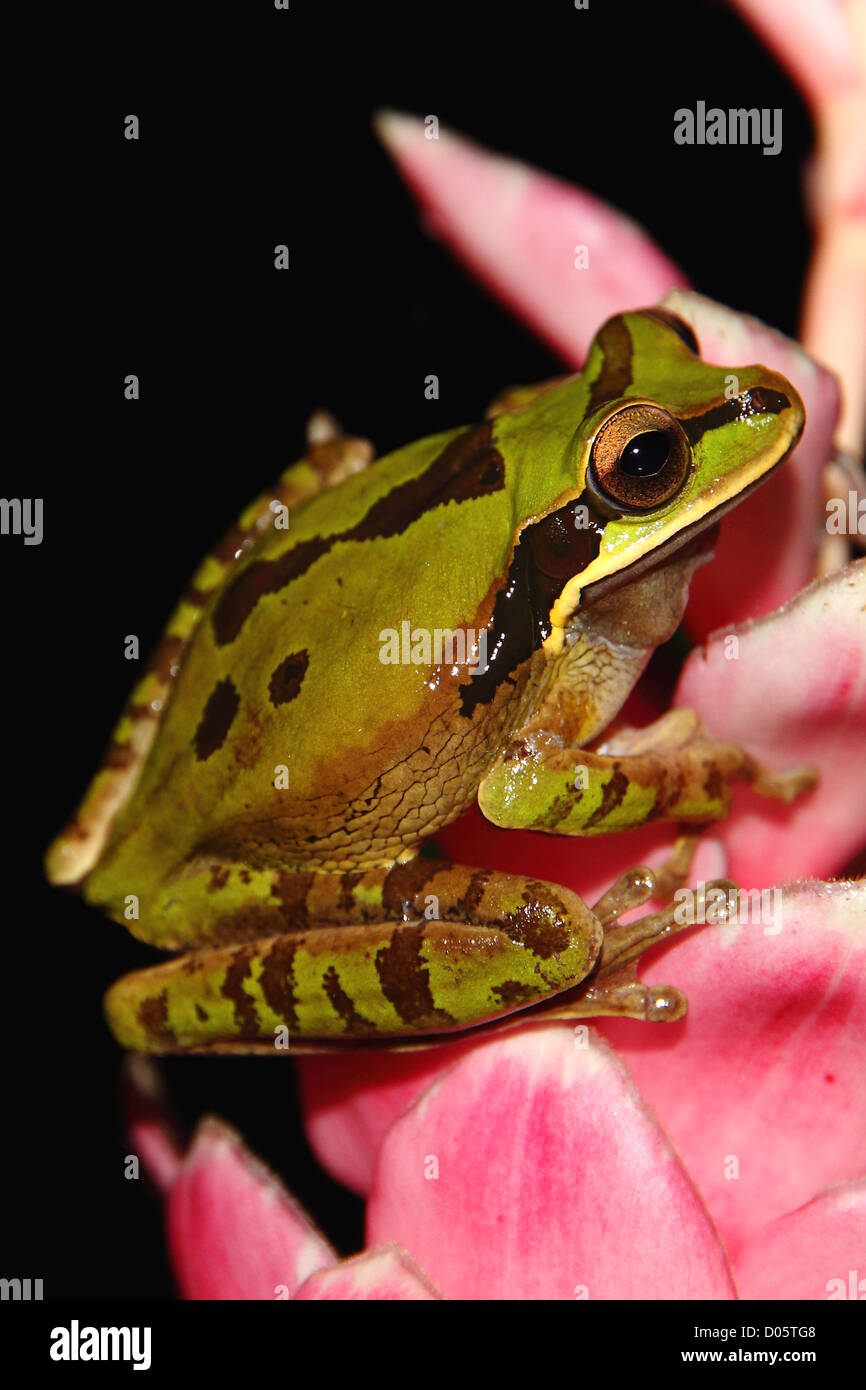 Pink Frog High Resolution Stock Photography and Images - Alamy
