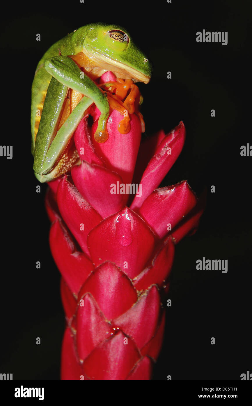 Tree frog on flowers hi-res stock photography and images - Alamy