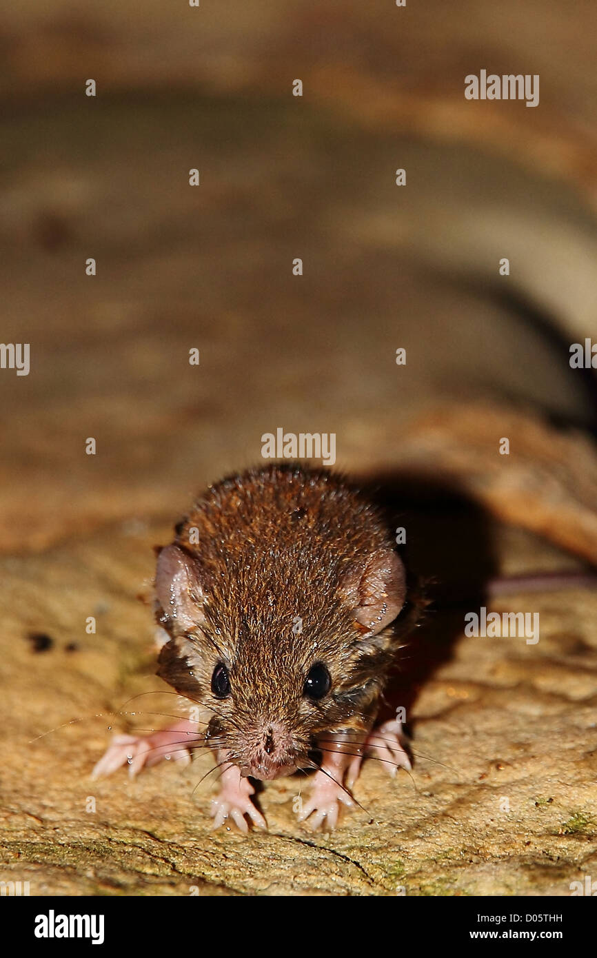 Close up of a wet mouse sitting on a rock at night, in Manuel Antonio ...