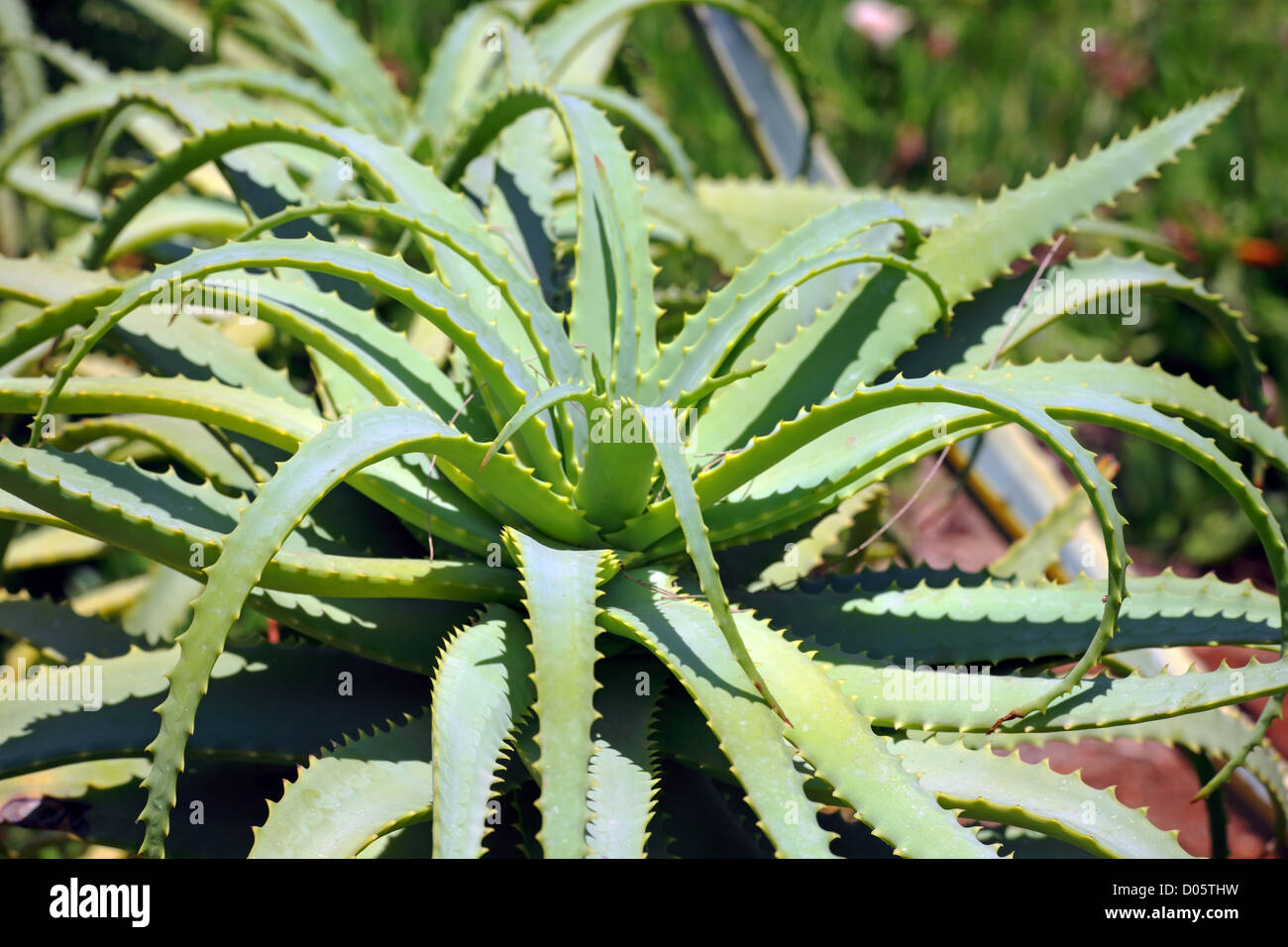 cactus aloe with sharp thorns Stock Photo - Alamy