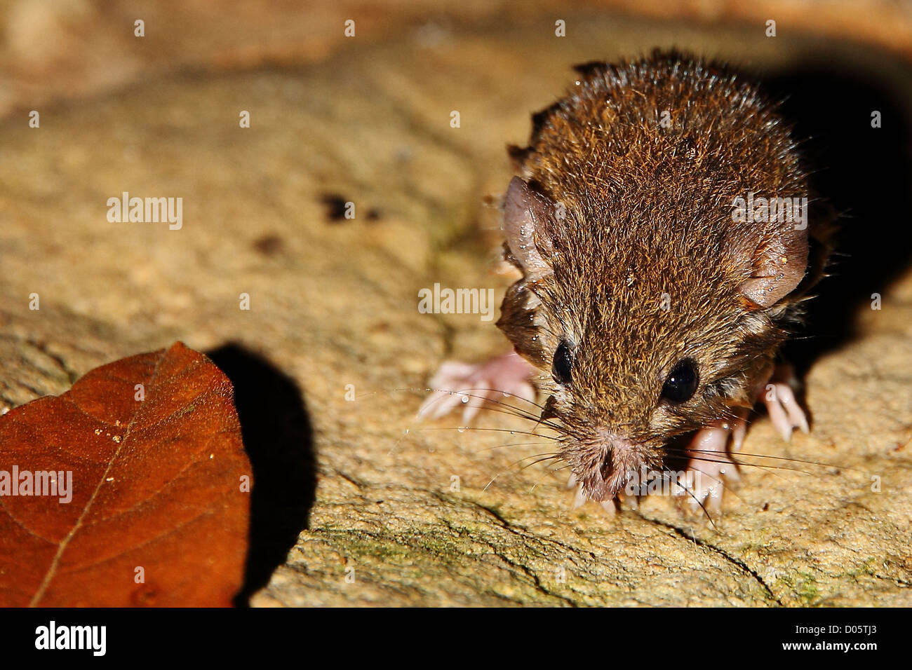 Close up of a wet mouse sitting on a rock at night, with a brown leaf ...