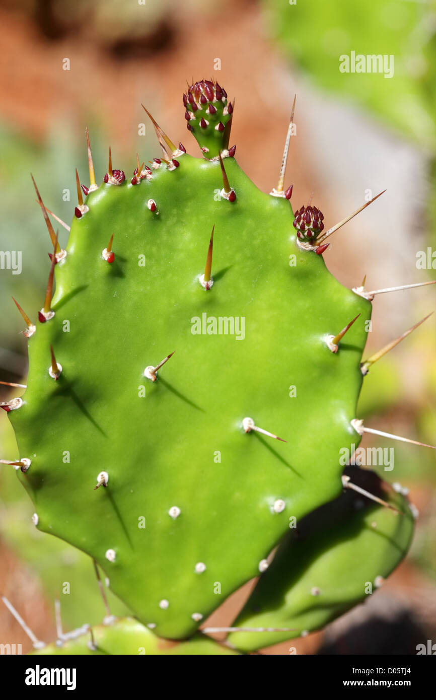 Thorns of a cactus hi-res stock photography and images - Alamy