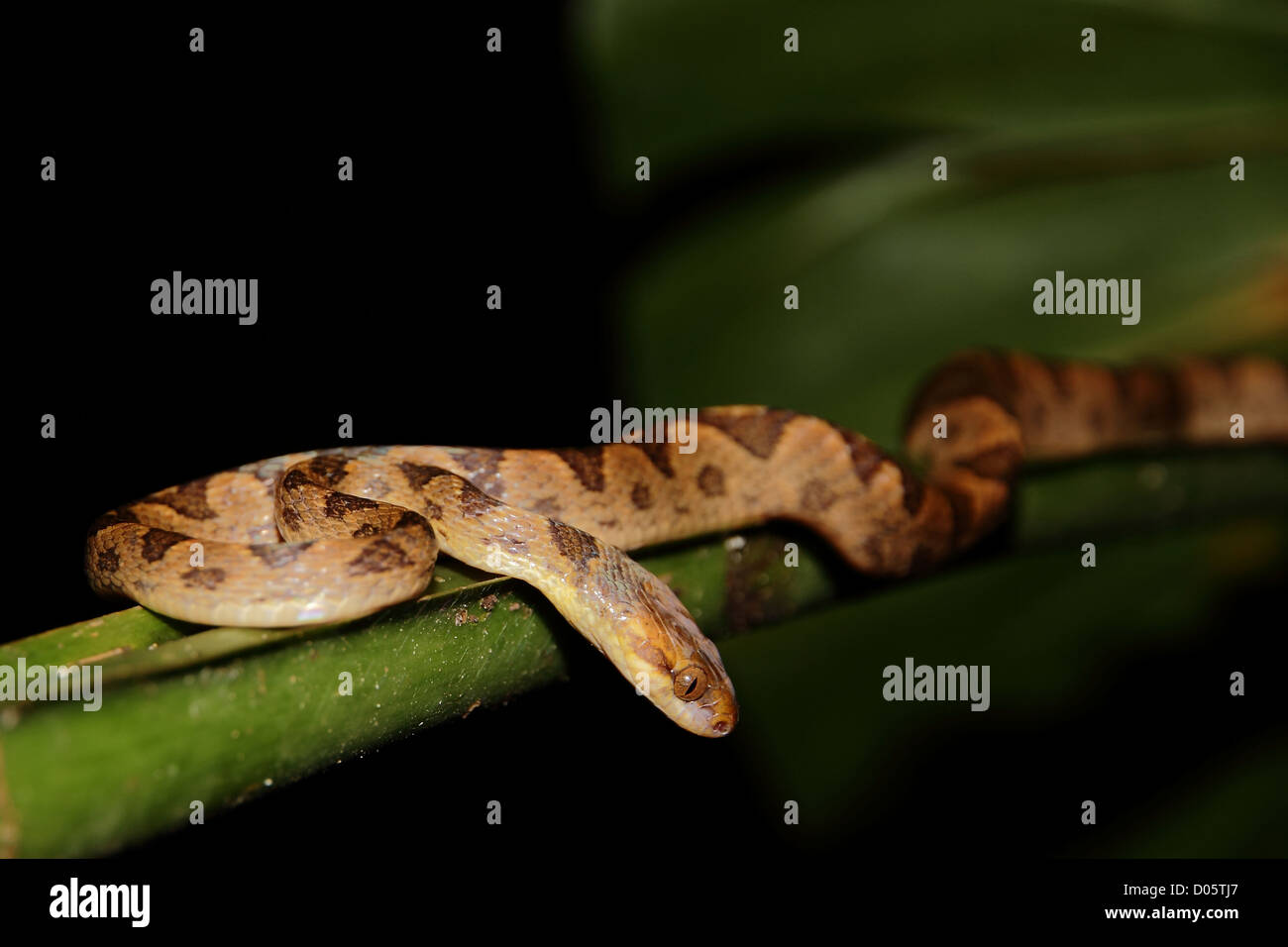 Leptodeira septentrionalis hi-res stock photography and images - Alamy