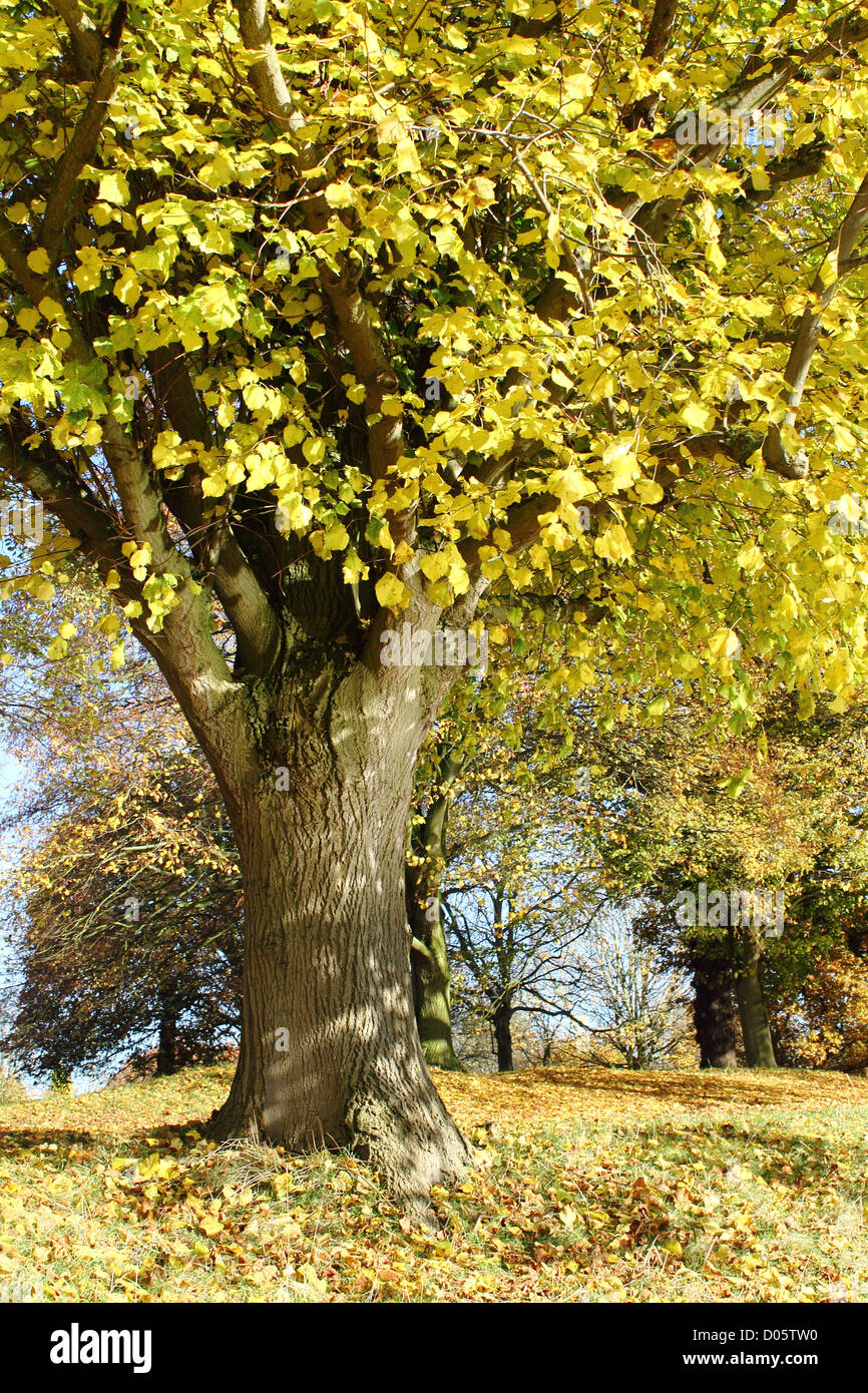 Tree bank trunk foliage hi-res stock photography and images - Alamy