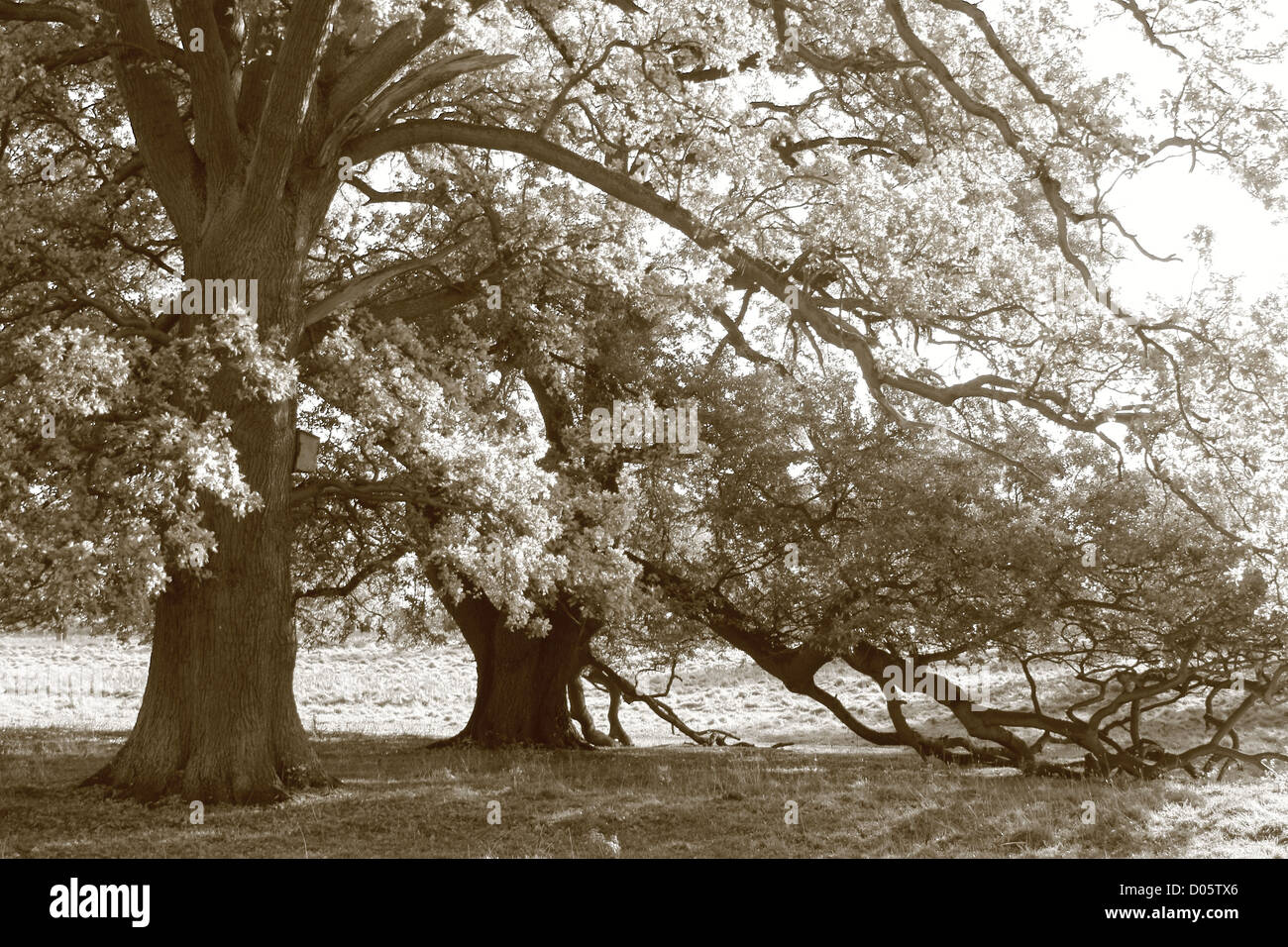 Low Hanging Branches High Resolution Stock Photography and Images - Alamy