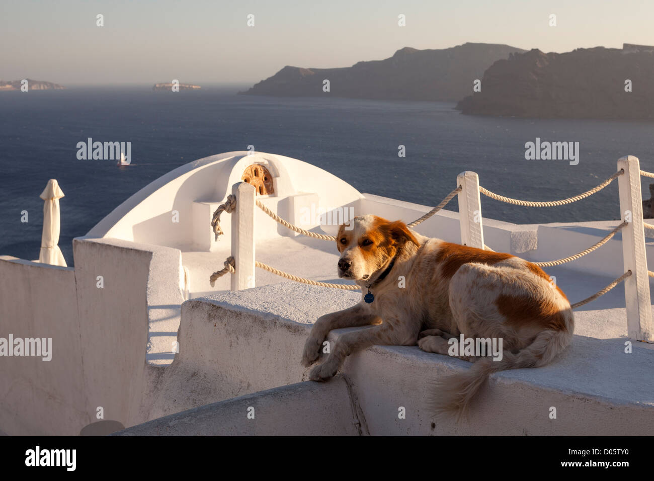 Dog resting in shade on building roof overlooking sea and caldera, Oia ...