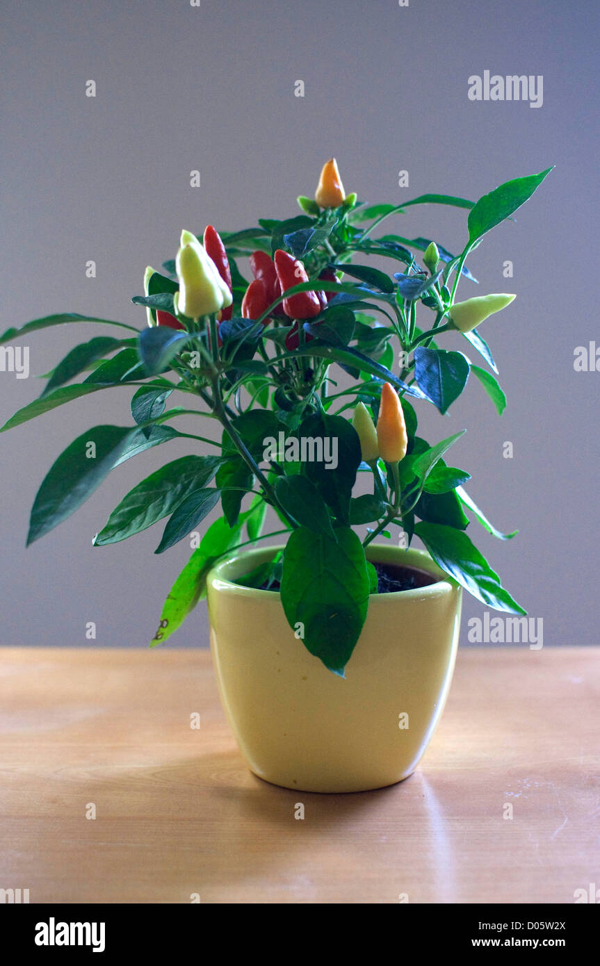 Chili plant in pot Stock Photo - Alamy