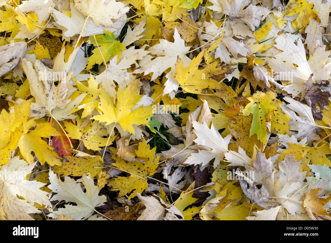 Yellow autumn leaves Stock Photo - Alamy