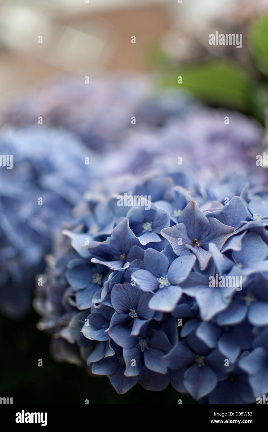 Blue purple hydrangea flowers Stock Photo - Alamy