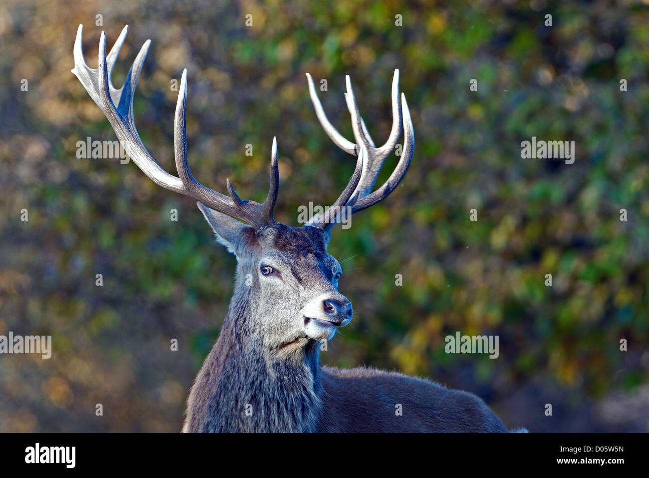 Rutting stag in Richmond park Stock Photo - Alamy