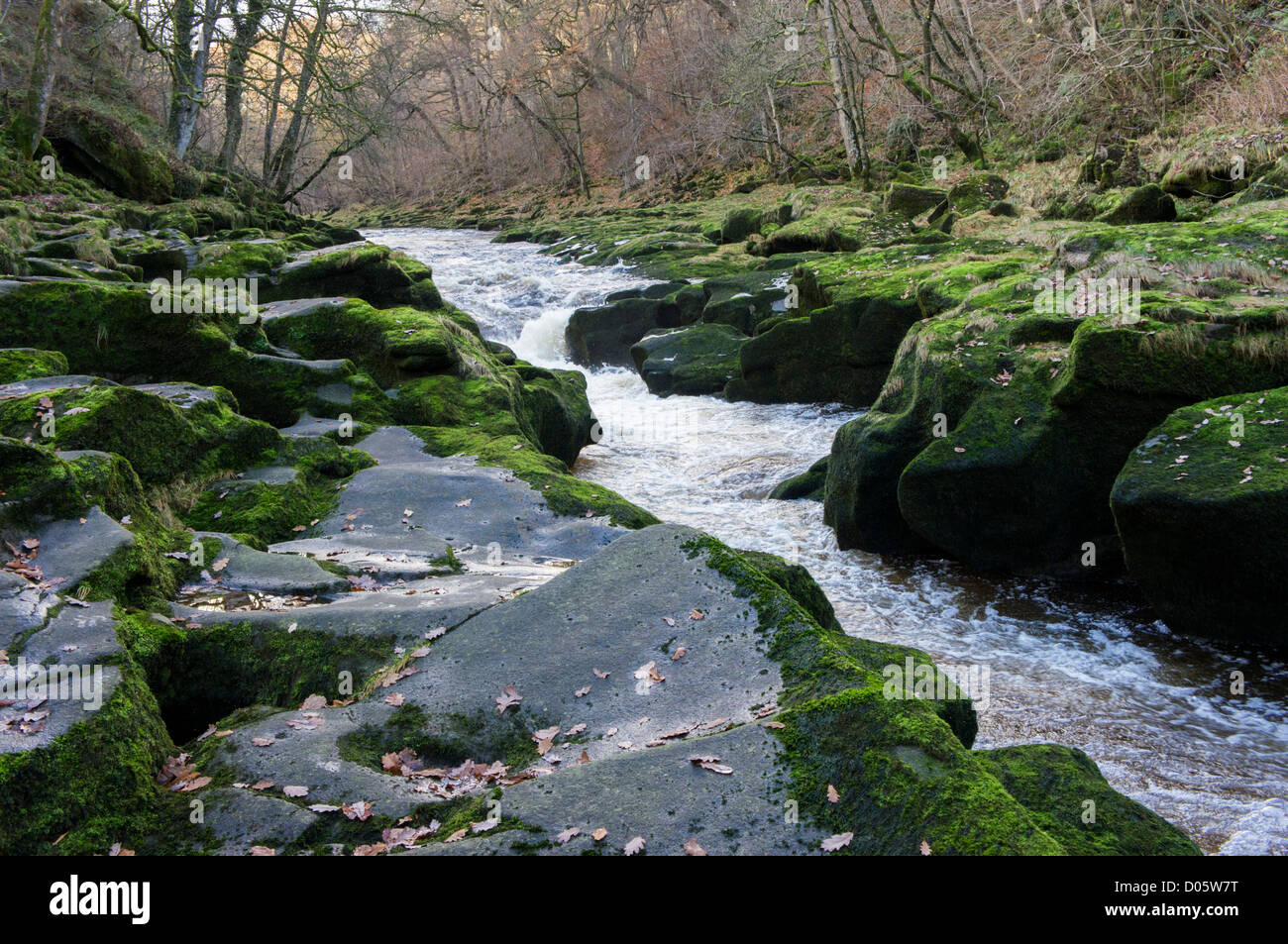 River Wharfe water flowing through The Strid, a narrow channel between ...