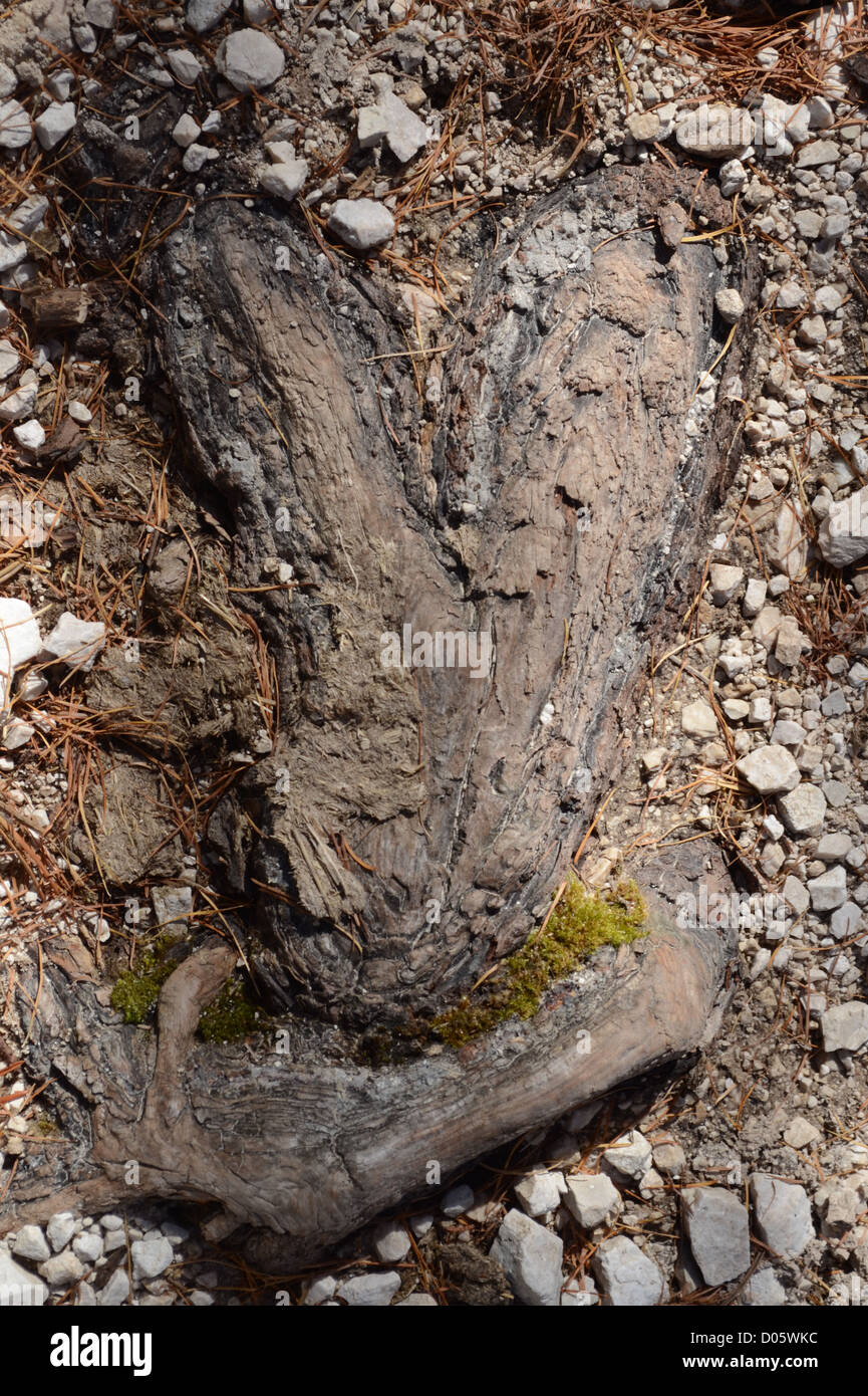 butterfly or heart in nature Stock Photo - Alamy