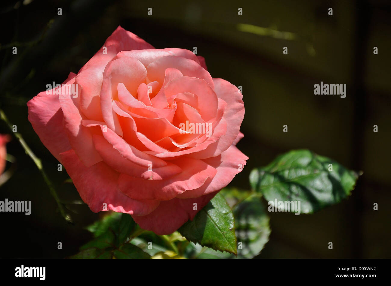 A single pink rose Stock Photo - Alamy