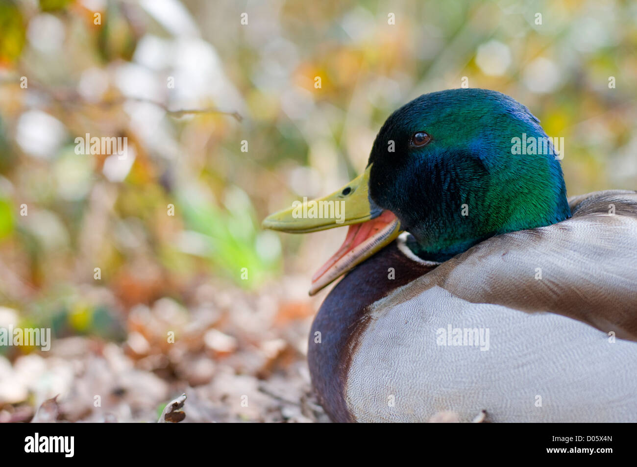 Open duck bill hi-res stock photography and images - Alamy