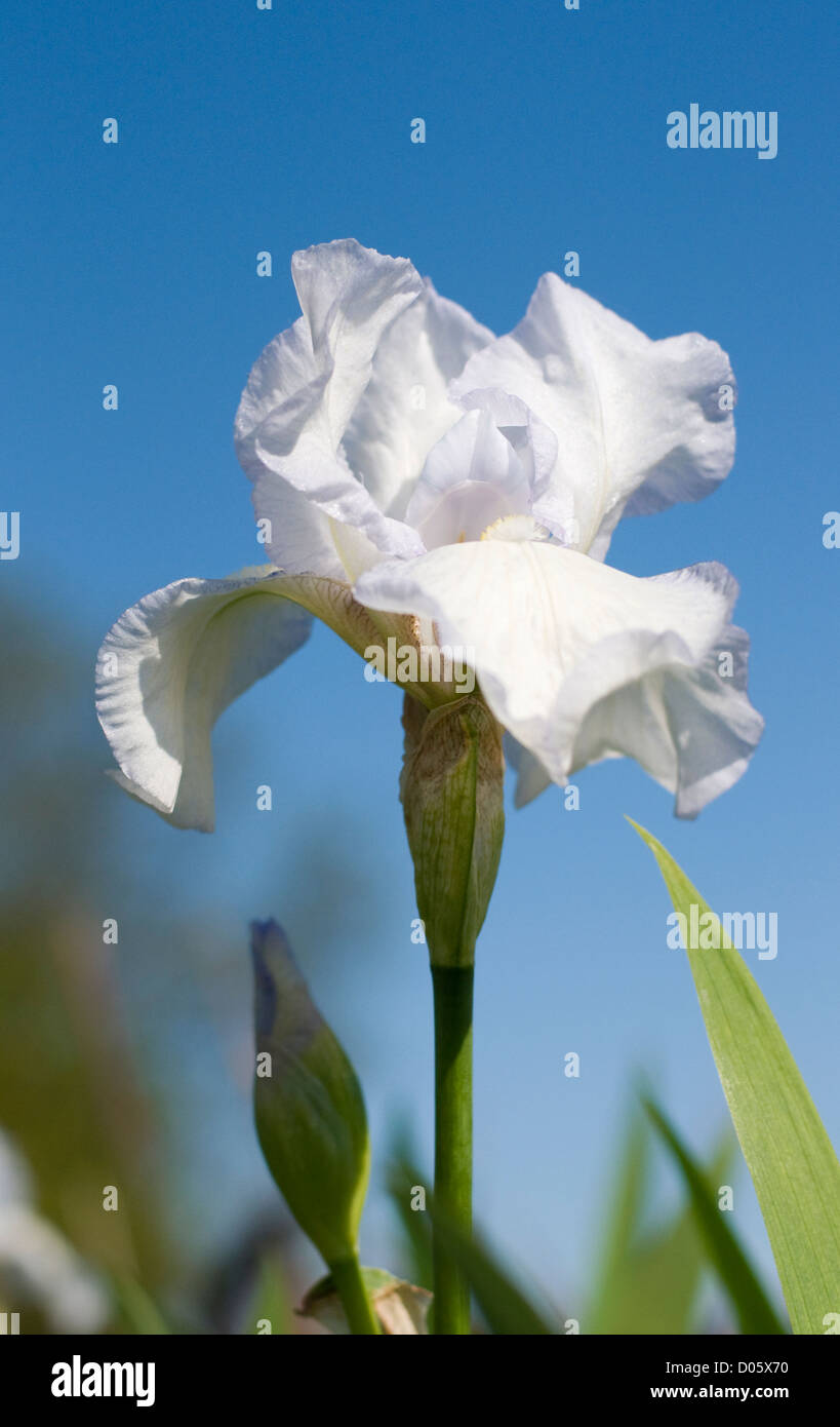 Single white iris flower against vivid blue sky background Stock Photo ...