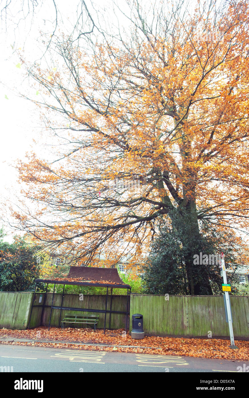 Bus stop shelter under a tall colourful tree in autumn, Hampstead Lane ...