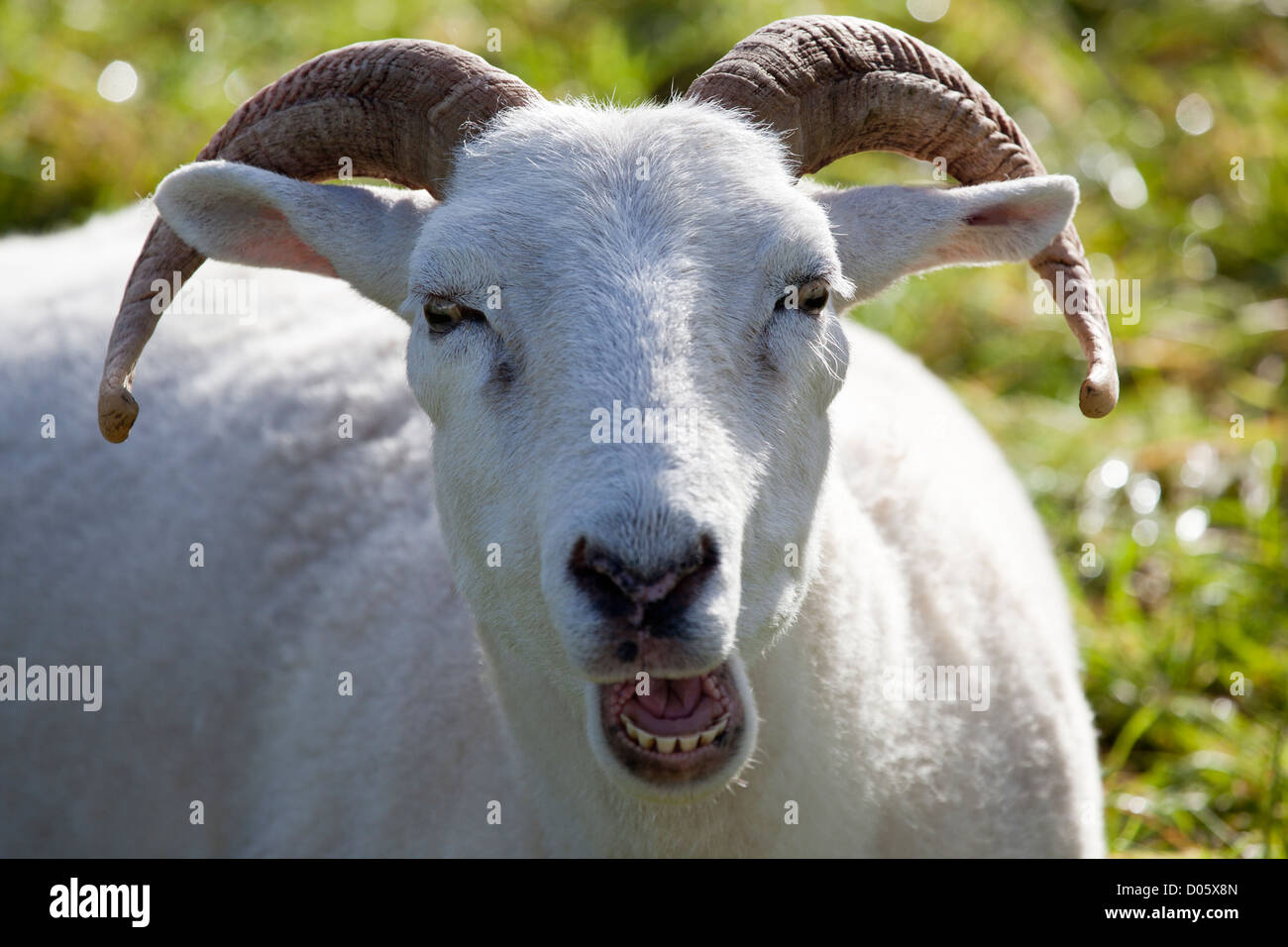 Sheeps face hi-res stock photography and images - Alamy