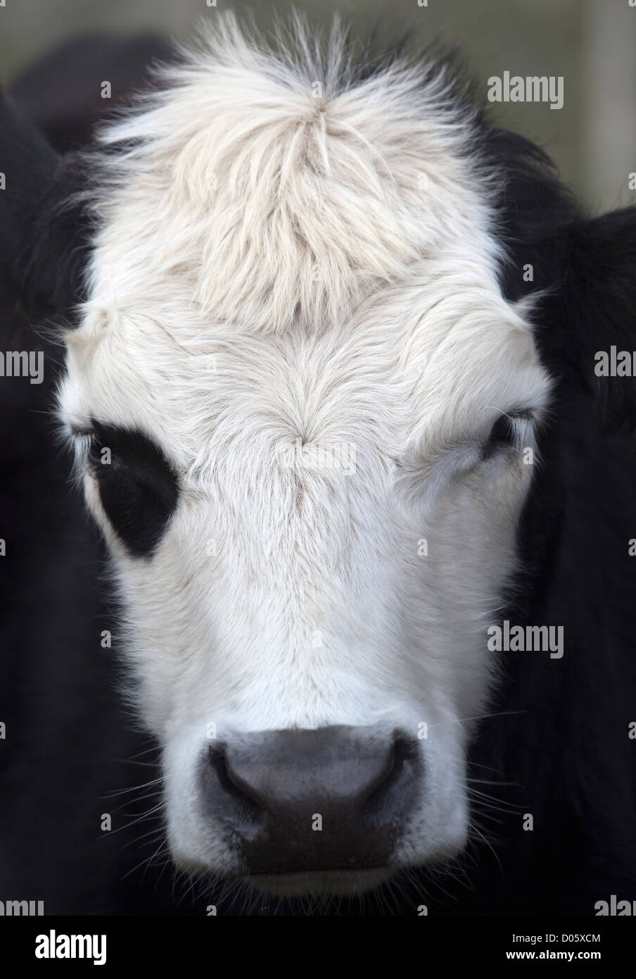 Farmed cows hi-res stock photography and images - Alamy