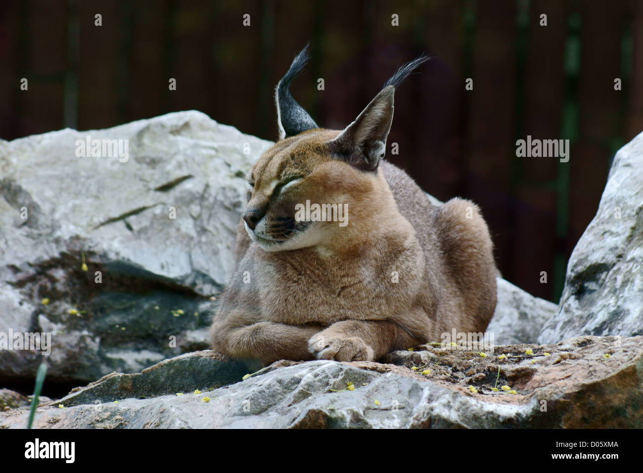 Cat hackle hi-res stock photography and images - Alamy