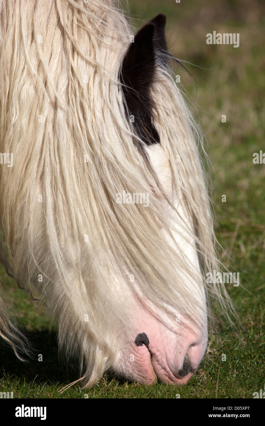 Long horse main hi-res stock photography and images - Alamy