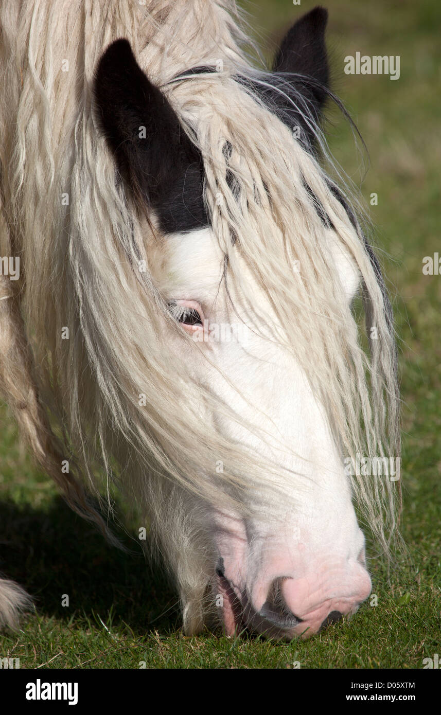 Horse with long hair fringe and or main Stock Photo - Alamy