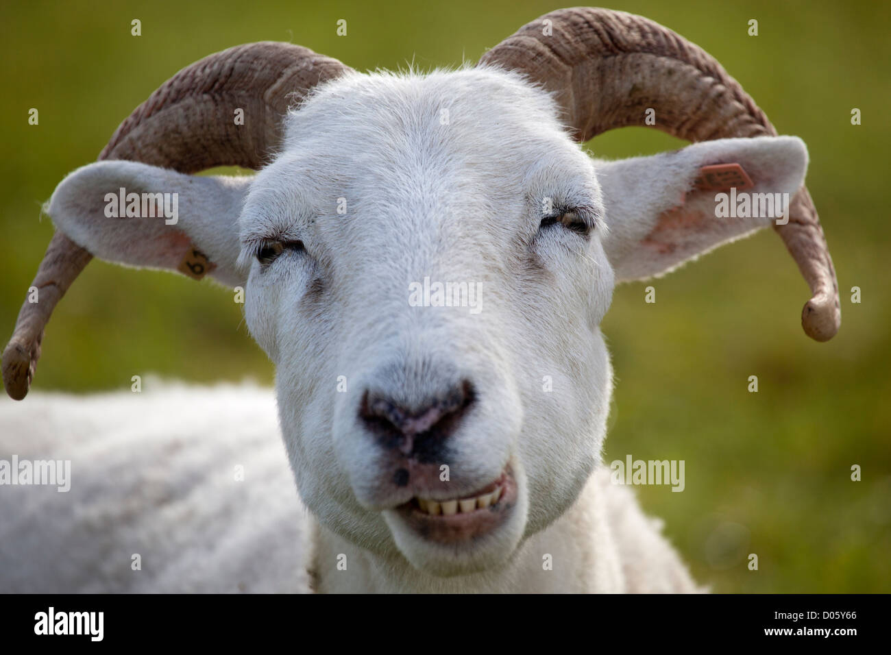 Sheep face close up hi-res stock photography and images - Alamy