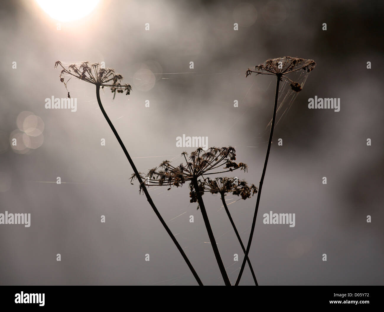 Dead weed plant hi-res stock photography and images - Alamy