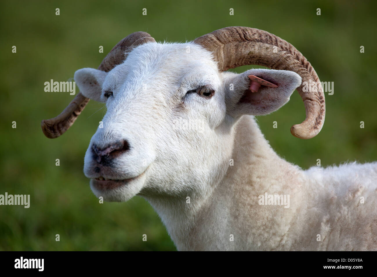 Close up of Sheeps Face Stock Photo - Alamy