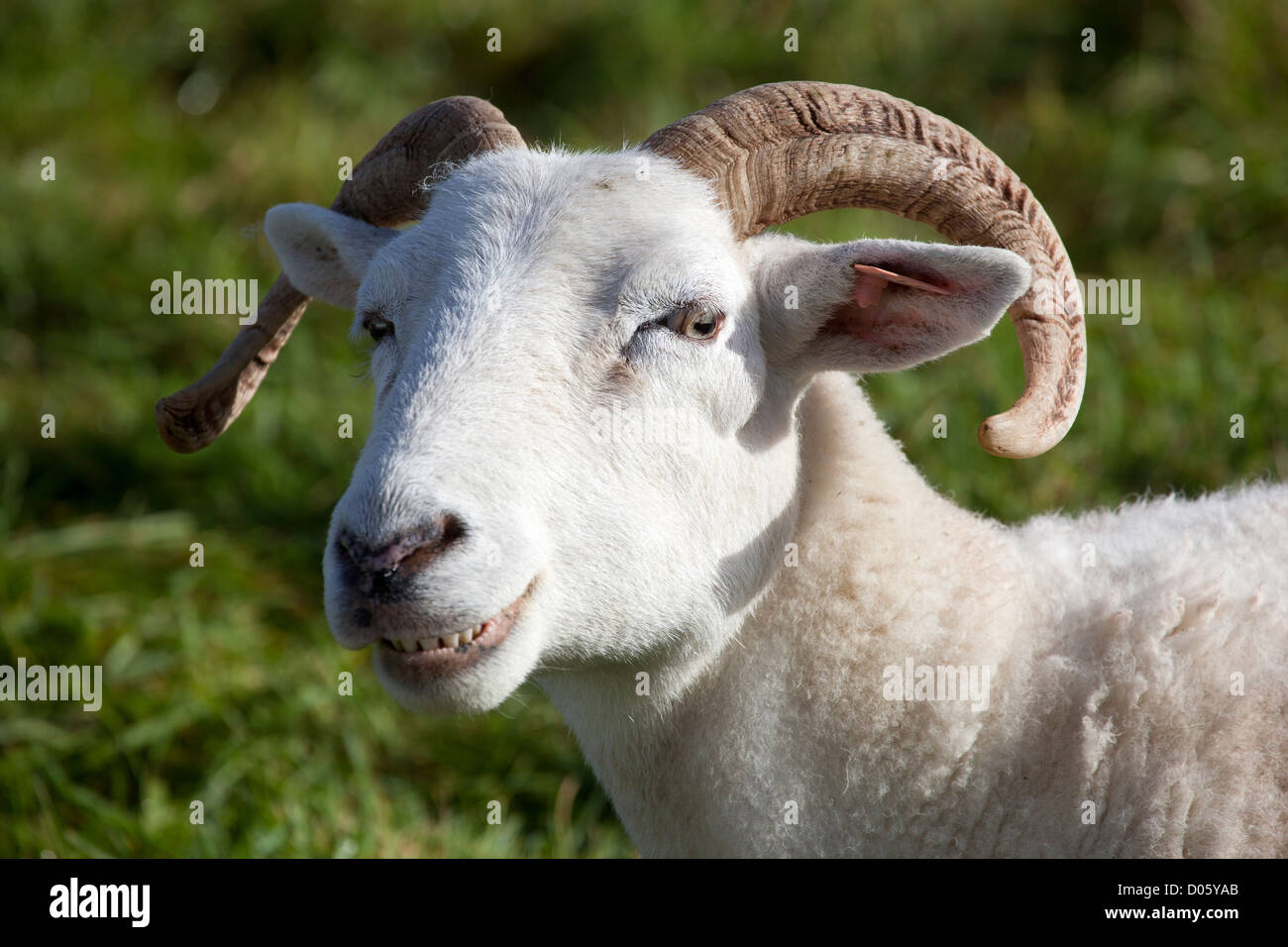 Ram face hi-res stock photography and images - Alamy