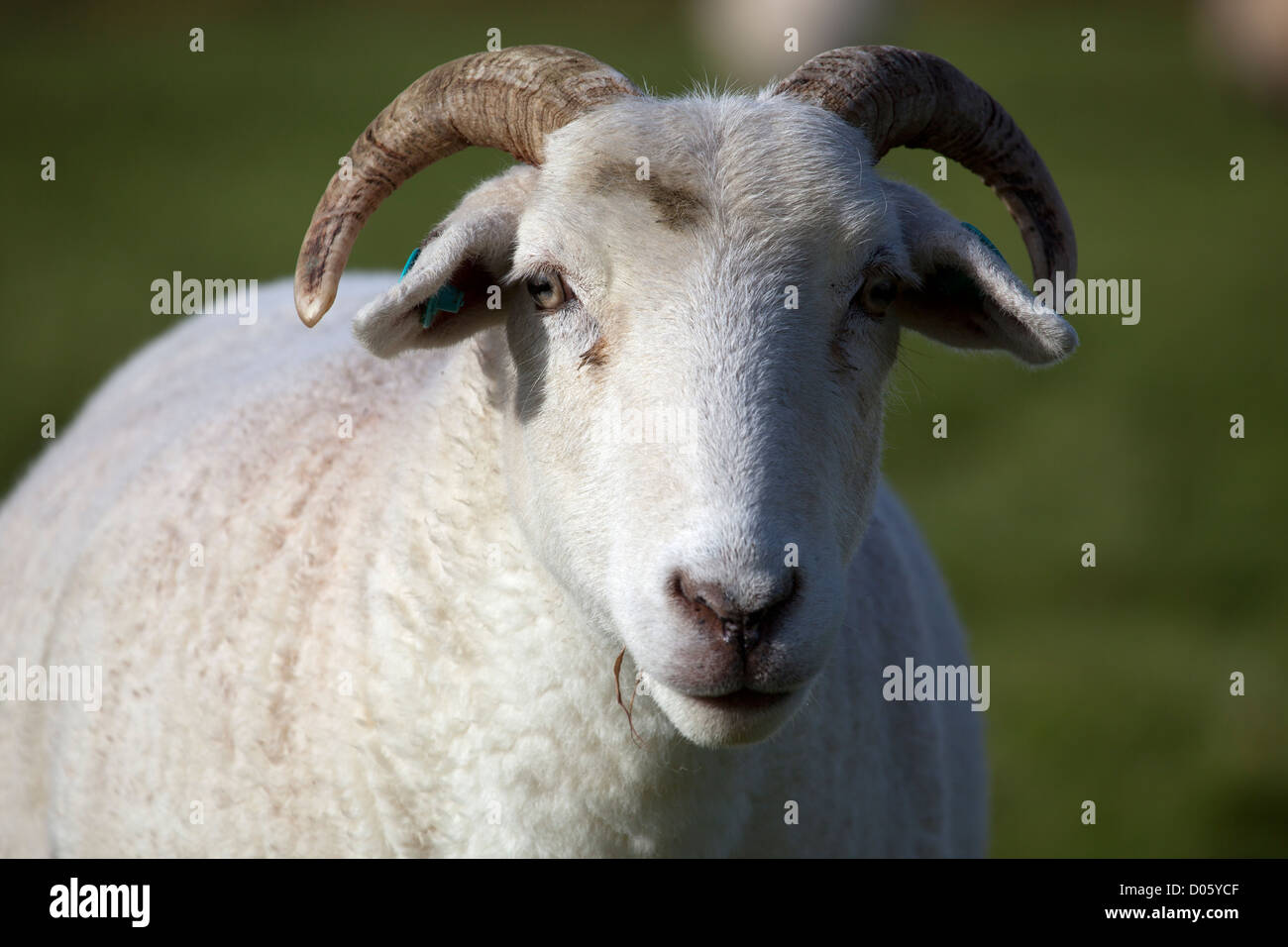 Sheps hi-res stock photography and images - Alamy