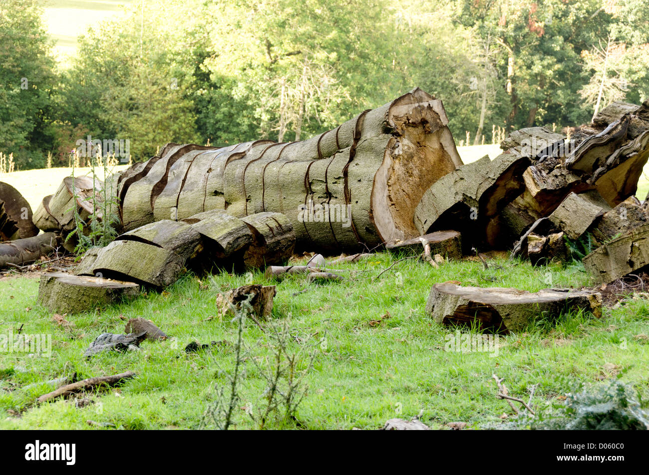 Chopped up tree Stock Photo - Alamy