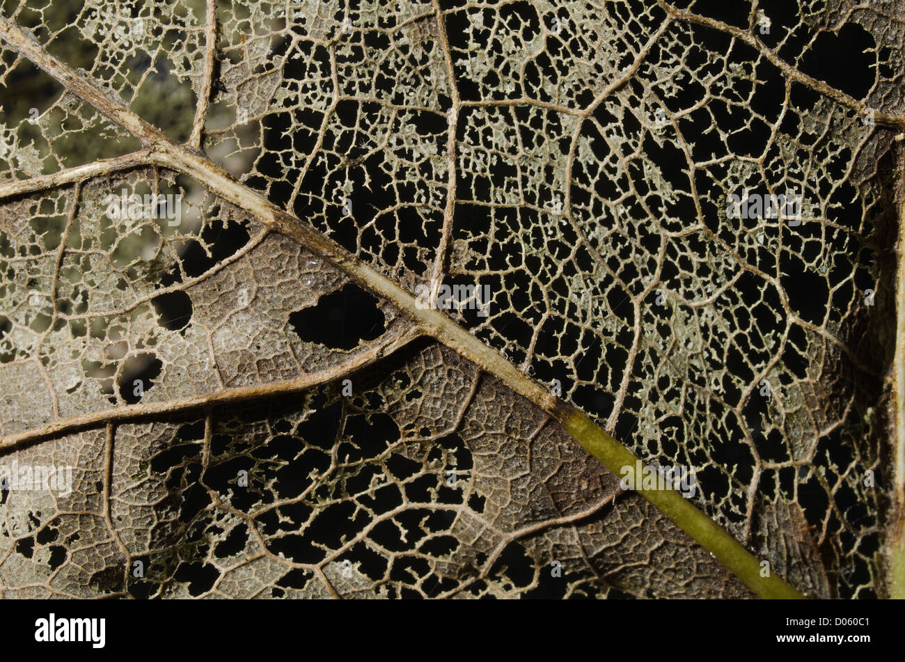 decaying leaf fine structure veins seen as softer tissue epidermis ...