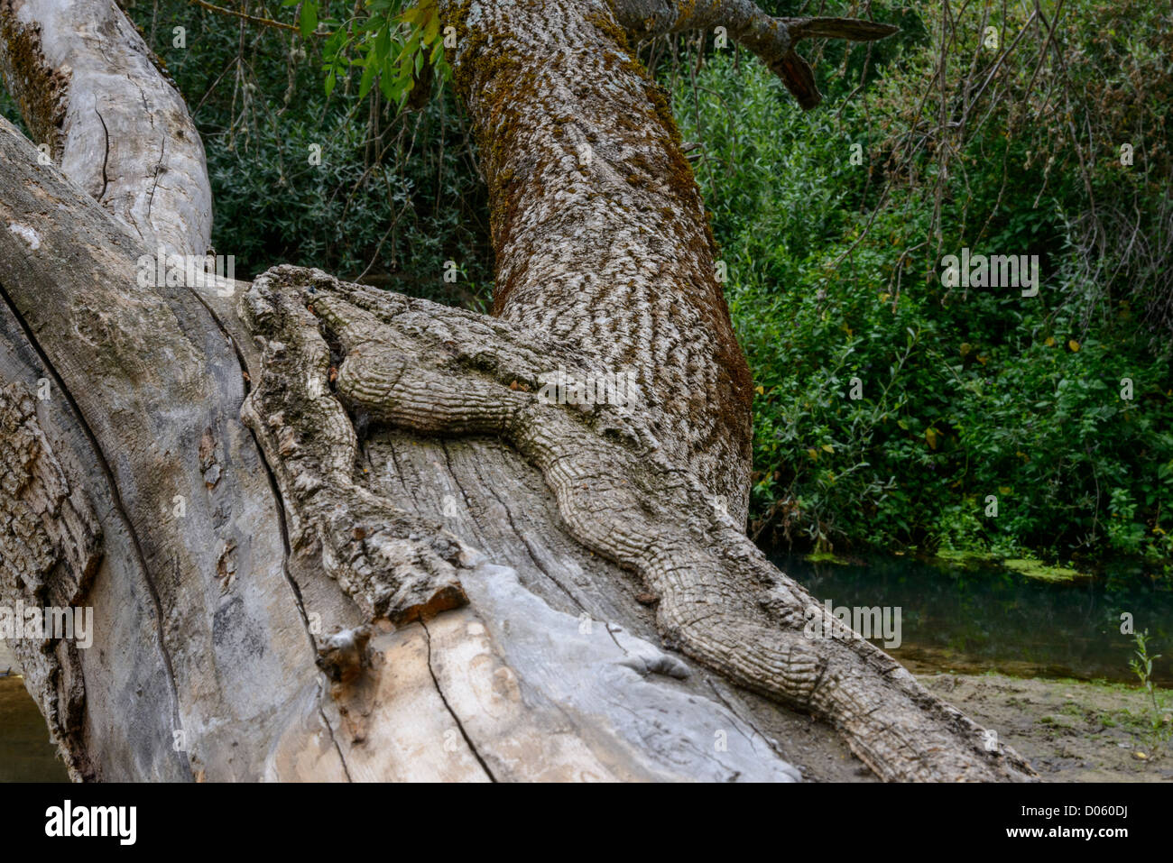 Forest bark detail hi-res stock photography and images - Alamy