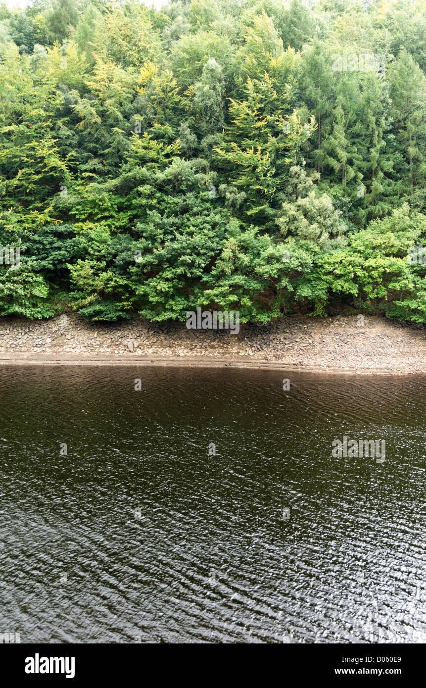 Forest and reservoir Stock Photo - Alamy
