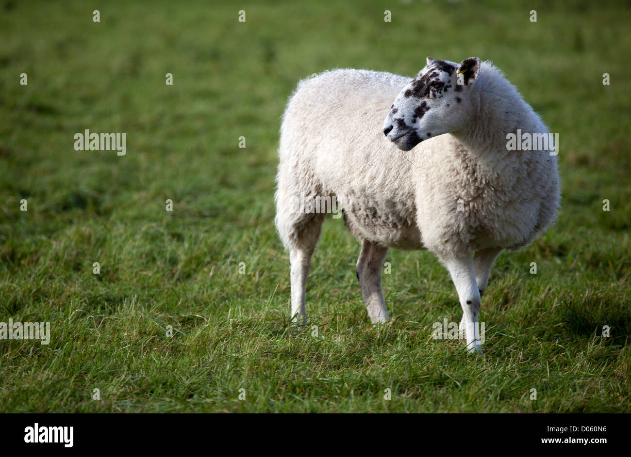 Sheep in field Stock Photo - Alamy