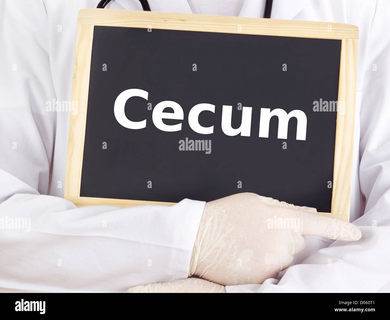 Cecum hi-res stock photography and images - Alamy