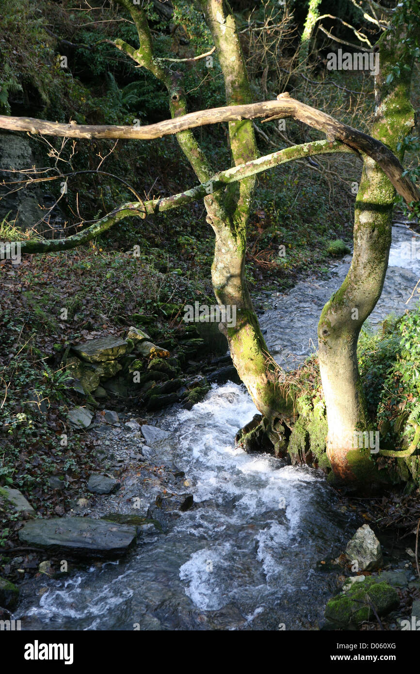 Rocky Valley near Bossiney Tintagel Cornwall England Stock Photo - Alamy