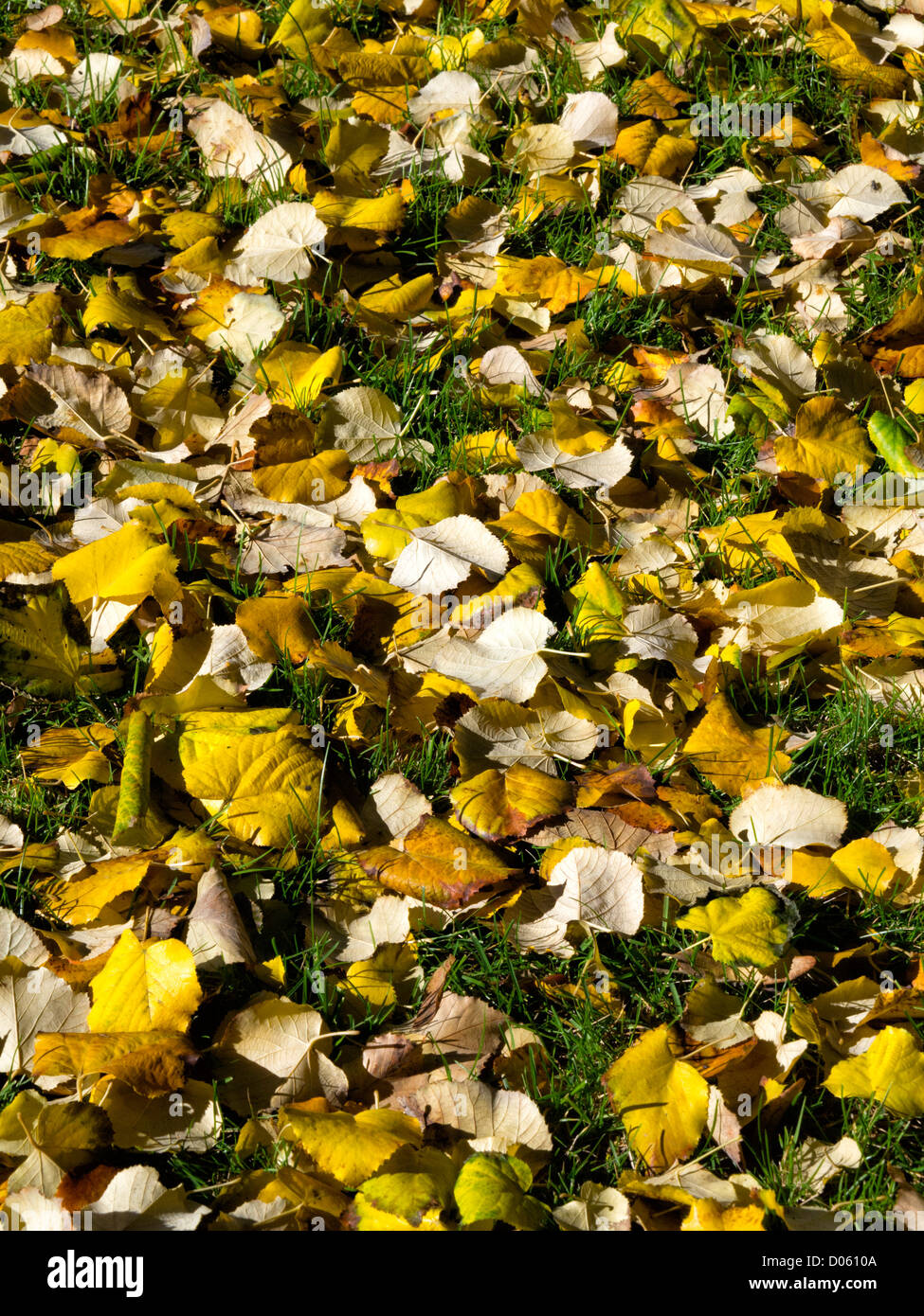 Autumn leaves scattered on ground hi-res stock photography and images ...