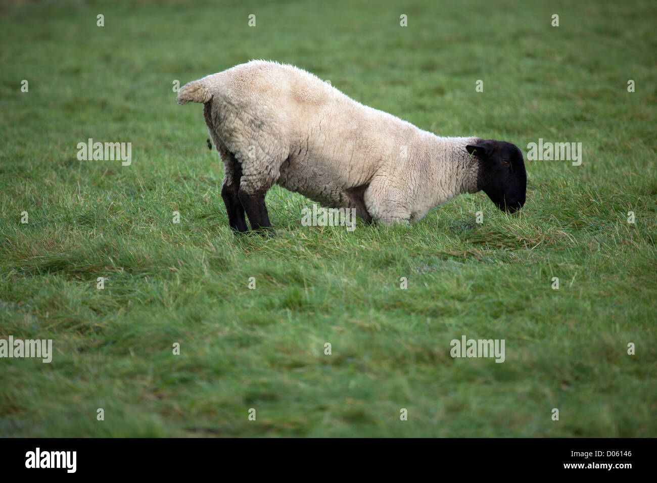 Sheep grazing kneeling hi-res stock photography and images - Alamy