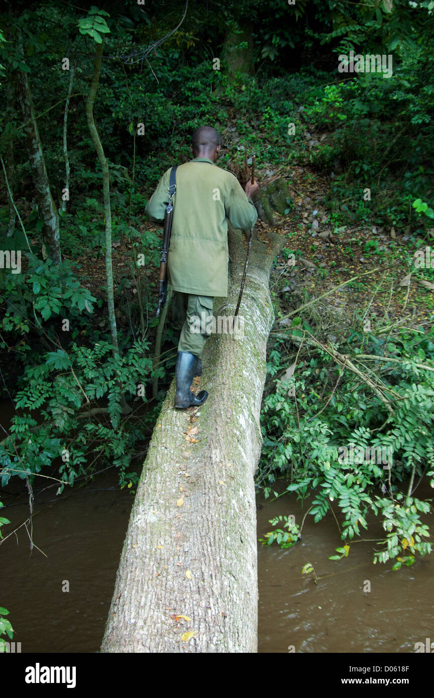 Walking on a tree. Uganda, Africa Stock Photo - Alamy