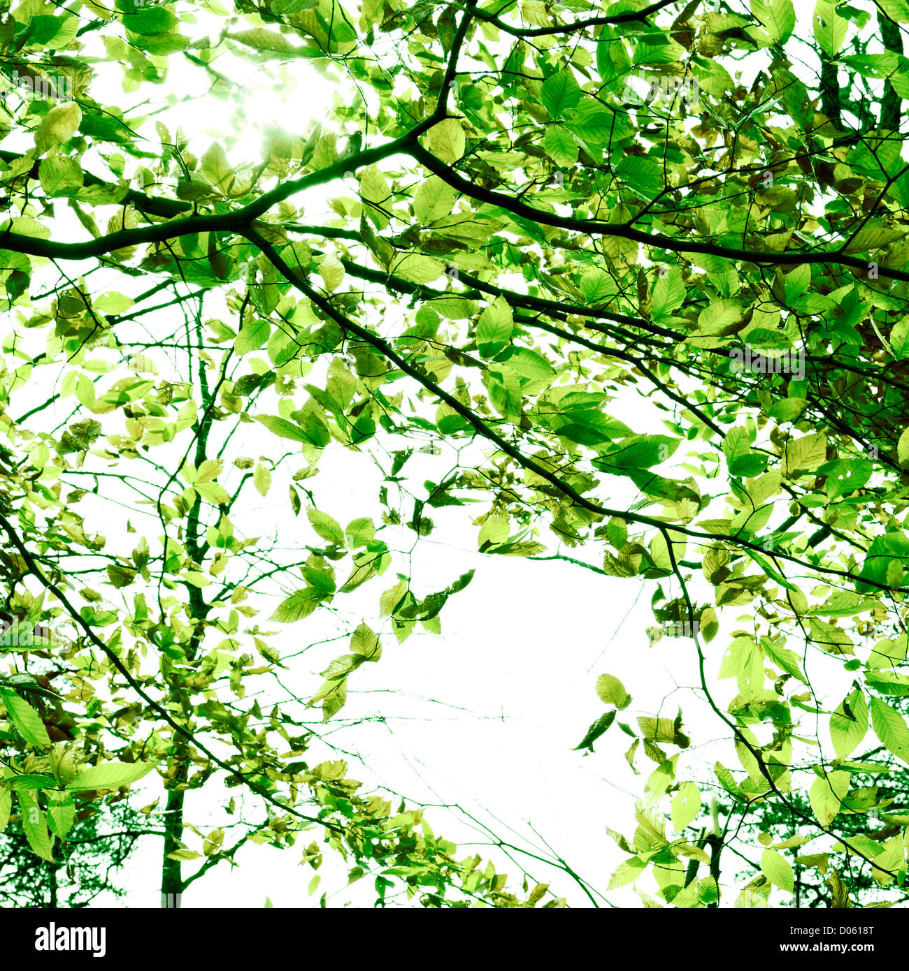 Bright green fresh leaves on branch in summer season Stock Photo - Alamy