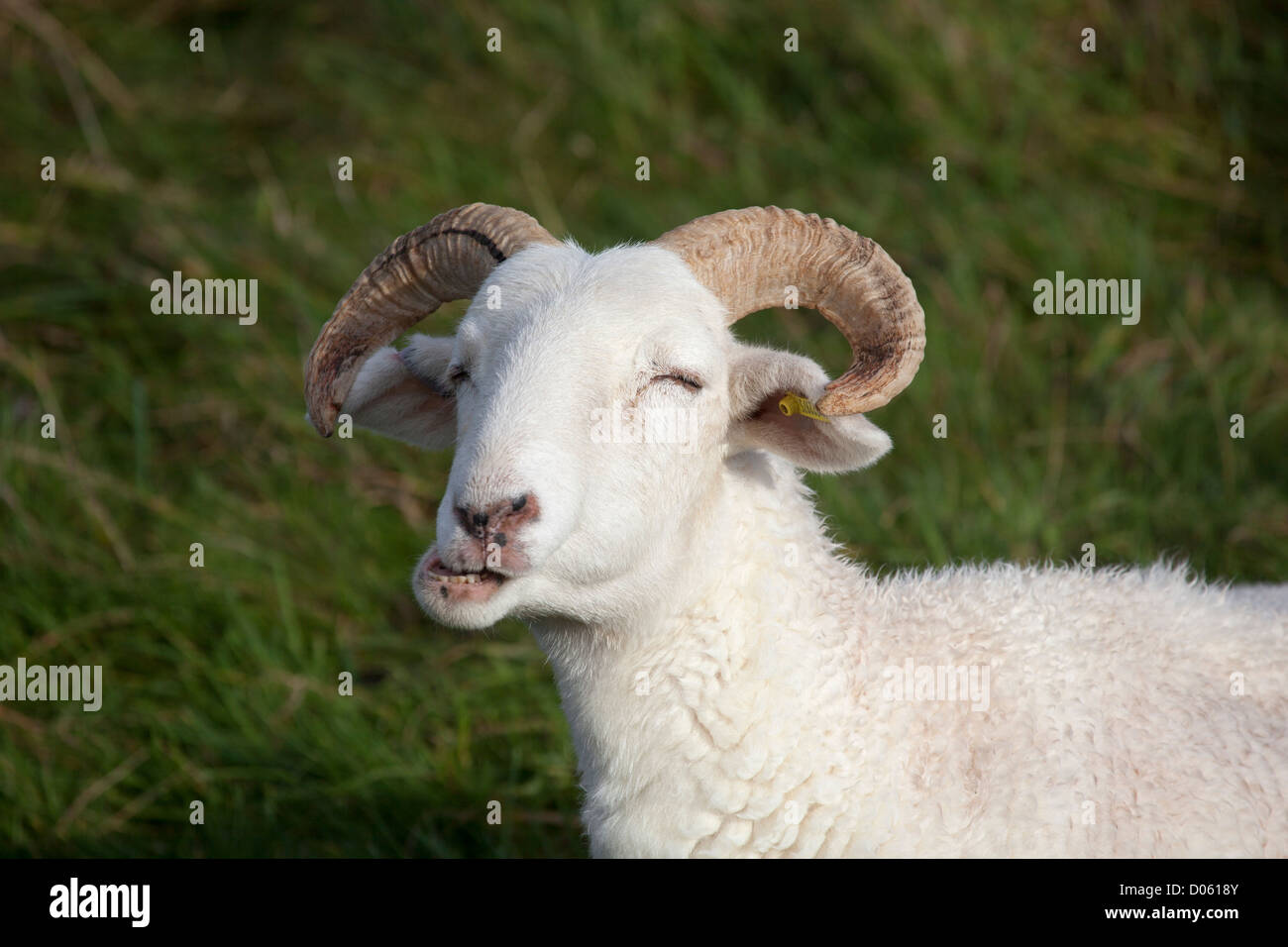 Chewing sheep hi-res stock photography and images - Alamy