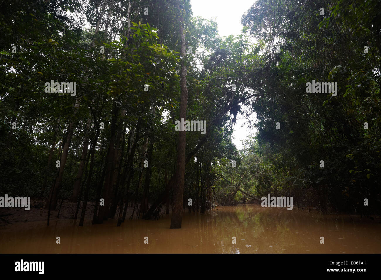 Kinabatangan River, Sabah, Borneo Stock Photo - Alamy