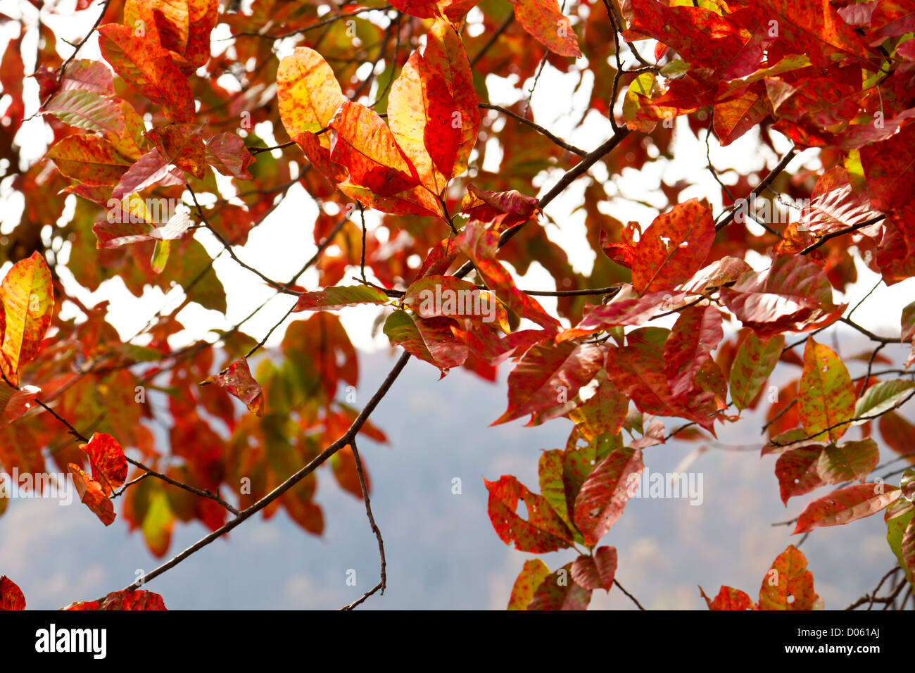 Bright orange and red leaves on branch in autumn season Stock Photo - Alamy
